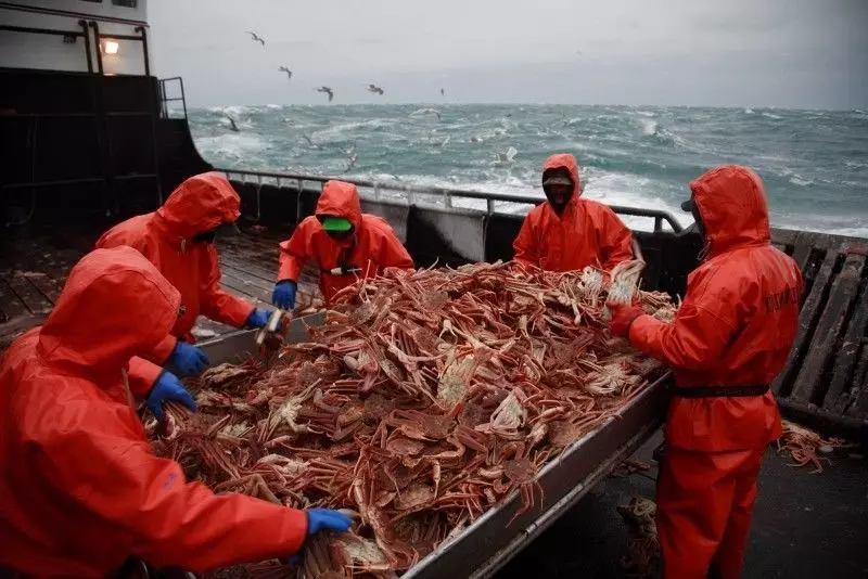 Gufata bidakurikiranwa gufata igikona cya Kamchatka bizahita biganisha ku kuzimangana burundu iyi crustacean muri kamere