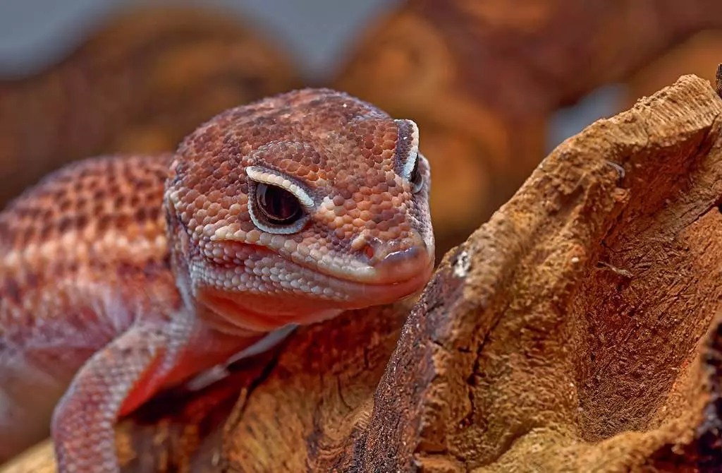 Nalimata wa ku Africa (Hemitheconyx caudicinctus)