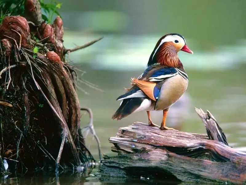 Mandarinente untersucht vorsichtig die Umgebung