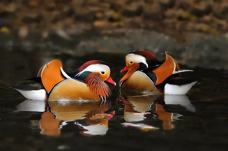 Auf dem Wasser haben Mandarinen eine hohe Landung