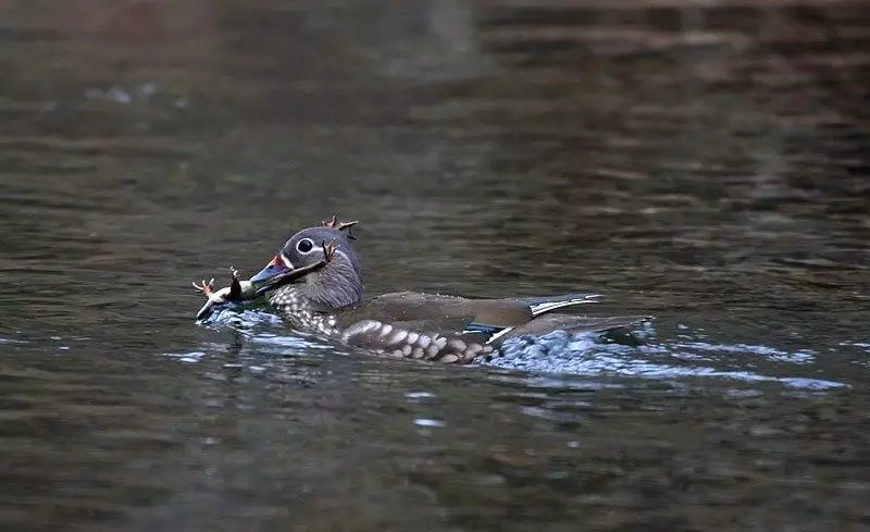 Eine weibliche Mandarinente hat einen Frosch gefangen