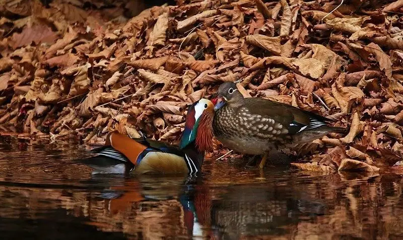 Erkək mandarin ördəyi lələklərini barmaqlayaraq dişiyə qulluq edir