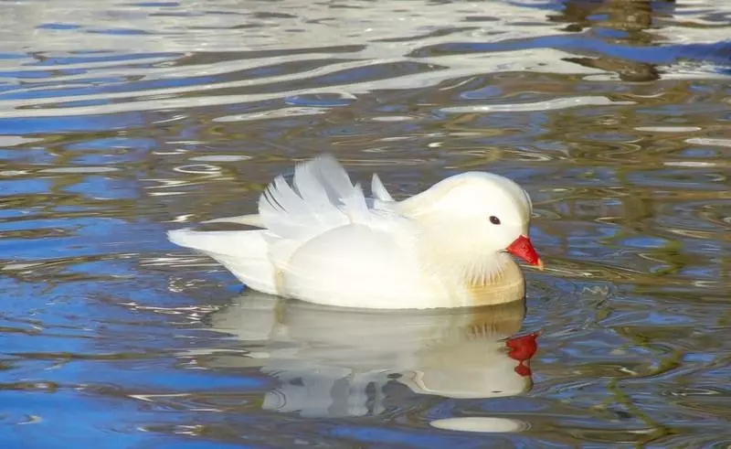 Weiße Mandarinente auf dem Teich