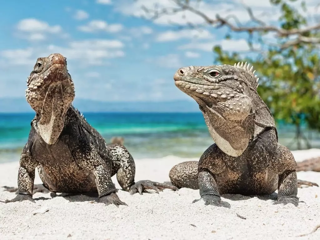 एक iguanas समुद्र रेत मा basking को एक जोडी