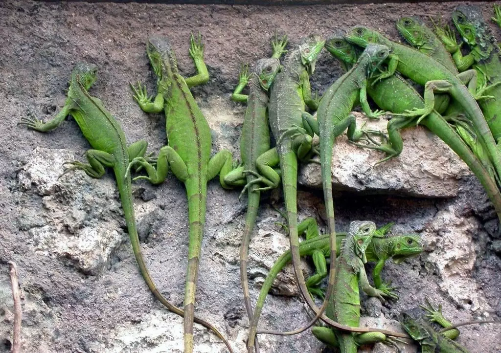 हरियो iguanas sunbathing को कम्पनी