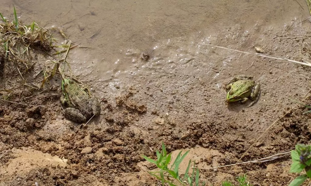 Żaba jeziorna ma wyjątkowy kolor - pasek na grzbiecie o zielonkawym odcieniu skóry