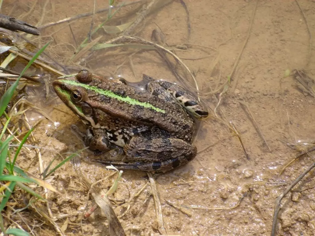 Osim svijetle pruge, žaba ima i male tamne mrlje po cijelom tijelu.
