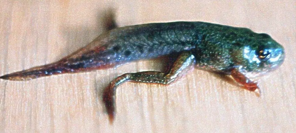 Marsh frog tadpole