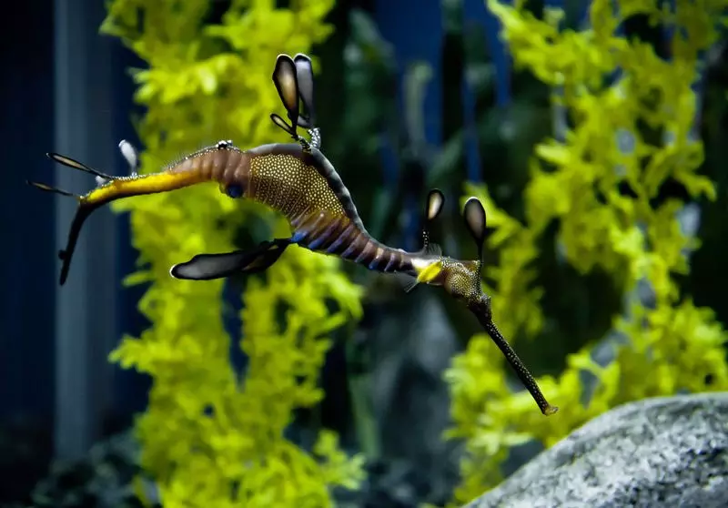 Herbal sea dragon, o basahan-kabayo (Phyllopteryx taeniolatus)