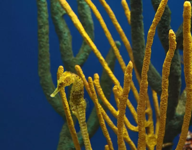 Ang mga seahorse ay isang master ng sining ng pagbabalatkayo