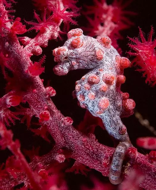 Ang labing gamay nga lahi, ang dwarf seahorse (Hippocampus bargibanti), 2 cm ra ang gitas-on. Tuhay nga dili mailhan gikan sa mga coral branch