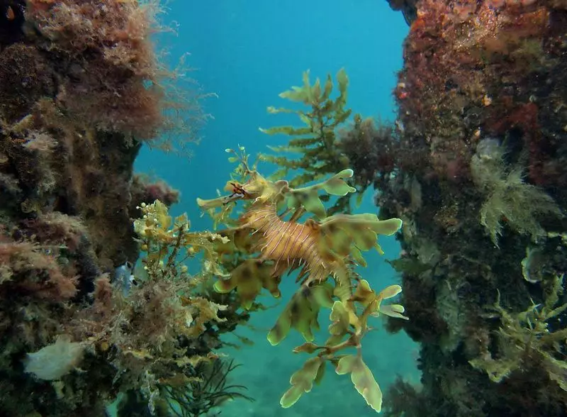 چىرايلىق بېزەلگەن يوپۇرماقلىق دېڭىز ئەجدىھاسى (Phycodurus eques) ئۇنىڭ ئەتراپىدىن پەرقلەنمەيدۇ.