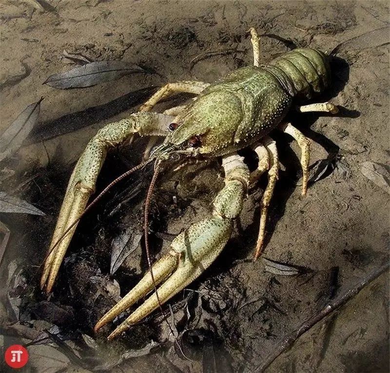 Слатководни ракови воле чисту воду, са мало покрета. Зову се индикатори загађења. Тамо где вода није потпуно чиста, неће живети