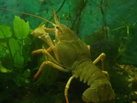 Unterwasserkrebse siedeln sich in kleinen Höhlen in Ufernähe an