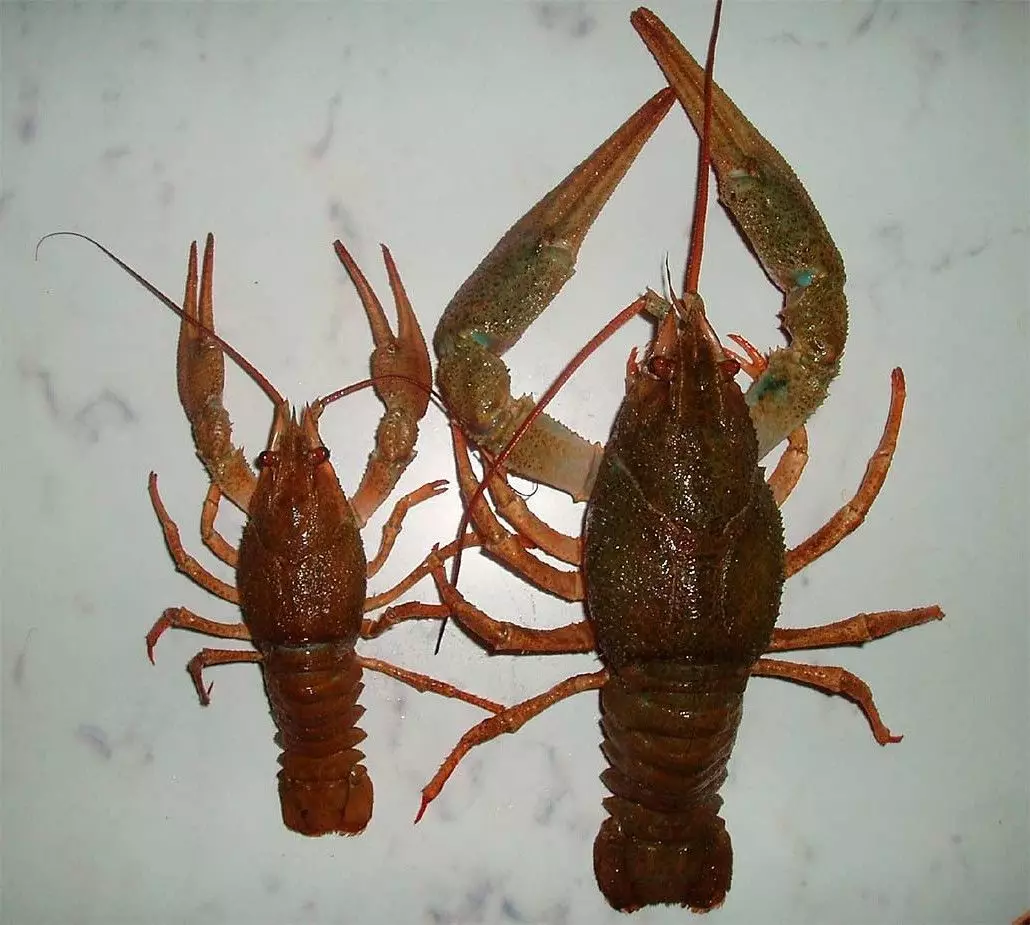 Ama-crayfish wesilisa makhulu kancane kunabesifazane