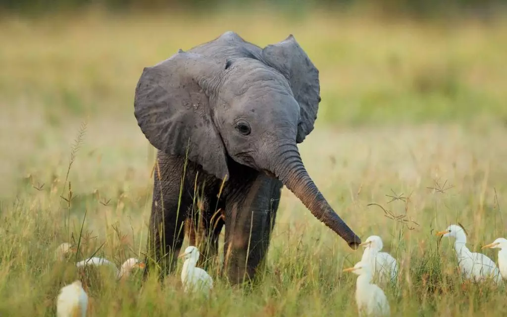 Los elefantes son animales grandes pero muy lindos.