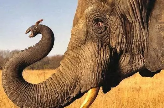 Slonovi se ne boje miševa.