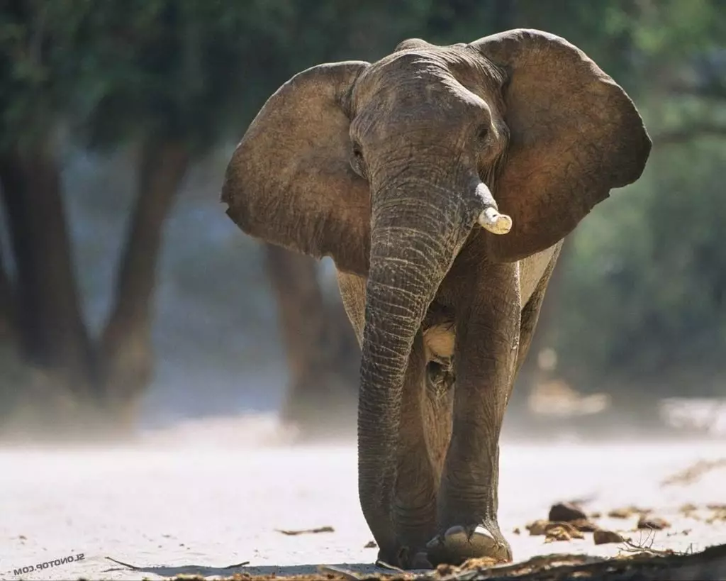 Afrikako eztia duten elefanteek saguak baino askoz ere zailagoak dira.