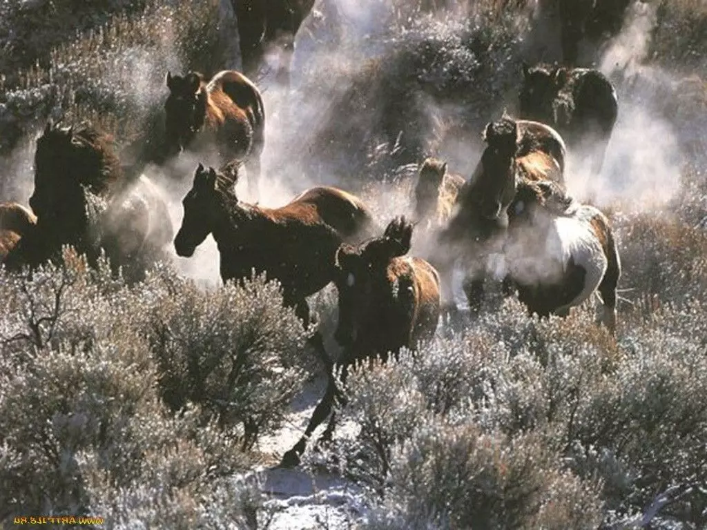 Οι Mustang ζουν σε κοπάδια 10-20 κεφαλών