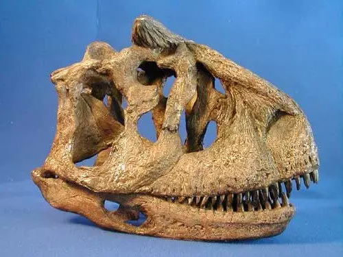 Dina tangkorak fosil ieu, henteu ngan tandukna anu katingali jelas, tapi ogé huntu anu seukeut tina prédator kuno ieu.