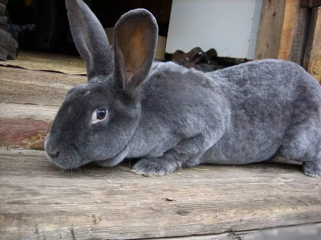 Rabbits of the Rex breed have incredibly soft and at the same time thick, dense fur.