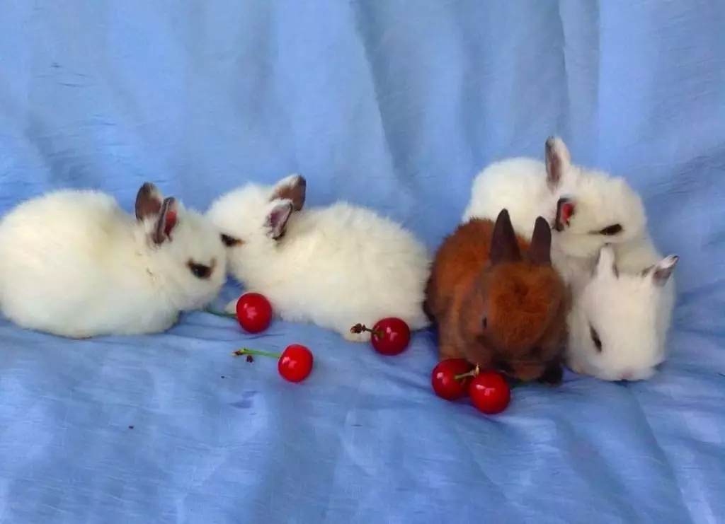 Dwarf laughter is a miniature breed of rabbits.