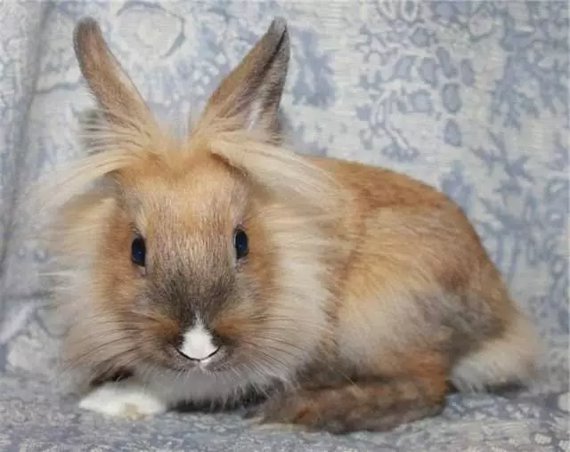 The fur on the muzzle of this species of rabbits resembles a lion's mane, which contributed to the name of the animals.