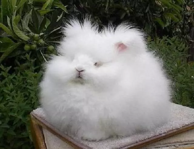 ກະຕ່າຍ Angora ແມ່ນຕະຫລົກຢ່າງບໍ່ ໜ້າ ເຊື່ອ, ພວກມັນເບິ່ງຄືວ່າເປັນກ້ອນນ້ອຍy.