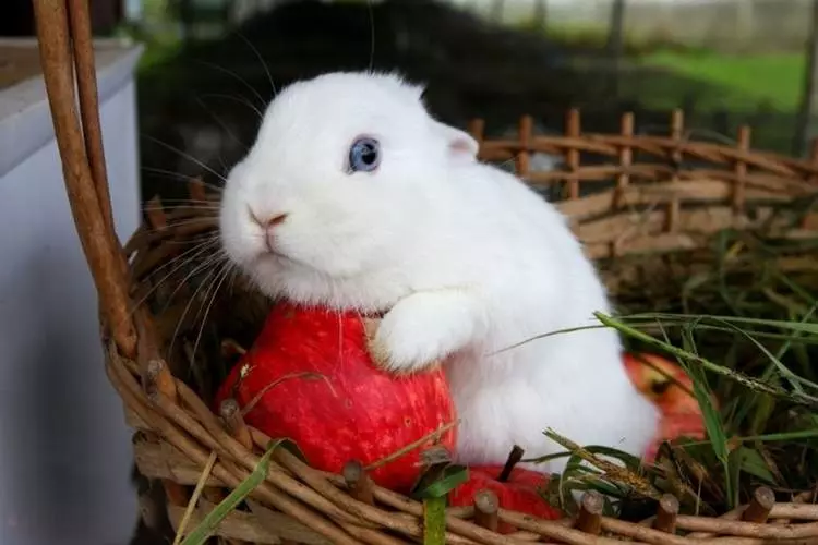 The snow-white British dwarf rabbits are very popular as pets.