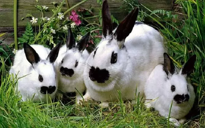 Decorative rabbits are kept in cages or aviaries, but periodic walks are simply necessary for a small rodent.