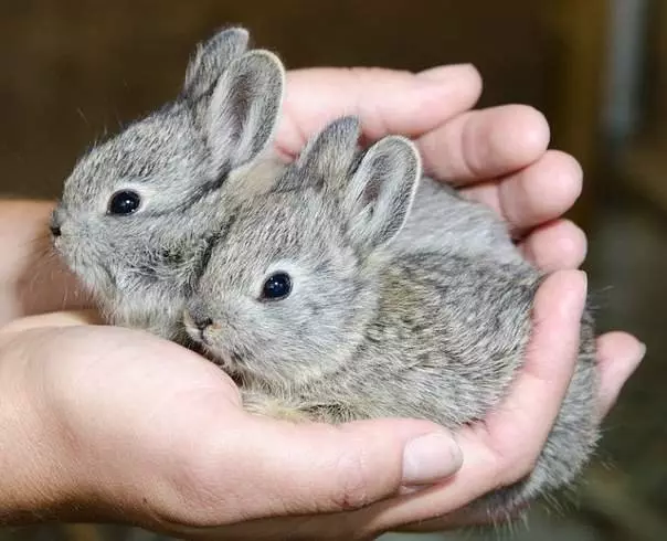 Caring for the home of decorative rabbits should be frequent, regular and thorough.