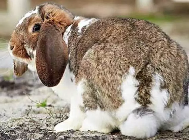 Rabbits nke ụdị Ram buru oke ibu, nwee akwa dị nro, dị nro nke agba aja aja na-acha ọcha.