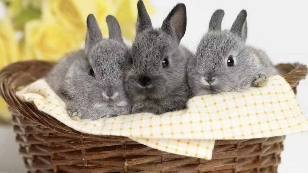 Dutch rabbits have a slightly smaller body size compared to other breeds.