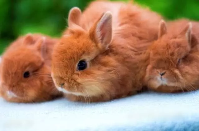 The fluff of fox dwarf rabbits requires particularly careful care.