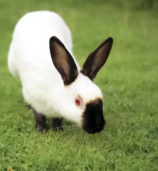 The decorative breed of ermine rabbits are also called Himalayan rabbits.