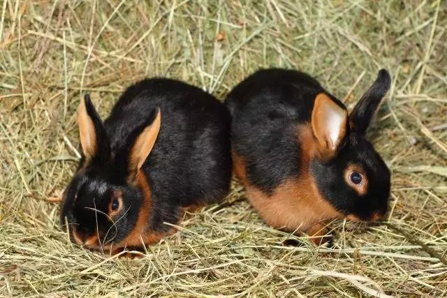 Black-fiery rabbits of noble British blood.