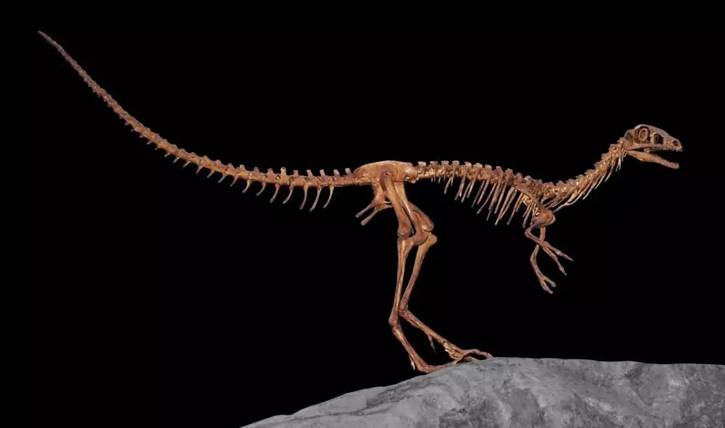 Lesotosaurus skeleti