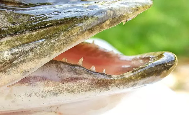 Răng Pike, giống như răng cá mập, thay đổi khi chúng mòn đi.