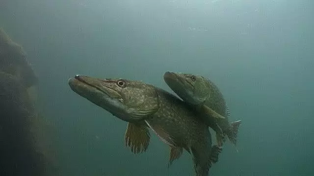 Sexuálny dimorfizmus u štik sa prejavuje iba vo veľkosti - samice sú výrazne väčšie ako samce, ale farba rýb oboch pohlaví je rovnaká