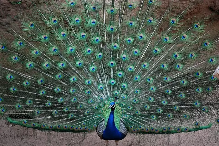 Peacock masani (Pavo cristatus)