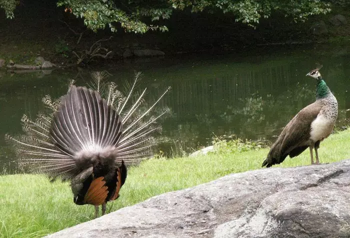 Ang babae ay interesado na panoorin ang sayaw ng banig ng peacock