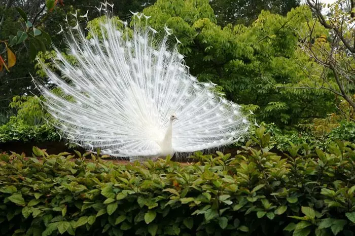 Selama sejarah yang panjang, baka putih dibiakkan di antara burung merak domestik.