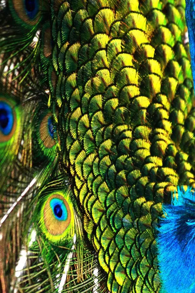 Peacock plumage eroja