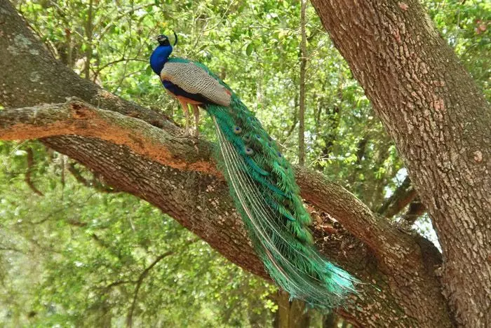 Påfåglar sitter ofta på trädens nedre grenar.