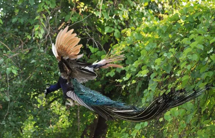 Bei Gefahr heben Pfaue ab, obwohl ihr Flug wie alle Hühnervögel kurz ist