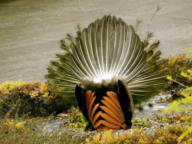 Pagkahuman interesado ang baye, ang peacock ... talikod nga mitalikod, ingon gusto niya itago ang iyang kaanyag