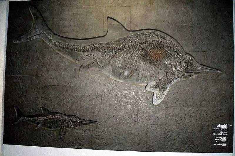 भेटिएका ichthyosaurs को जीवाश्म को अधिकांश जोडीएको थियो। जाहिर छ यी बच्चाहरु संग महिलाहरु हुन्। यो सुझाव दिन्छ कि यी डायनासोर अद्भुत आमा बुबा थिए।