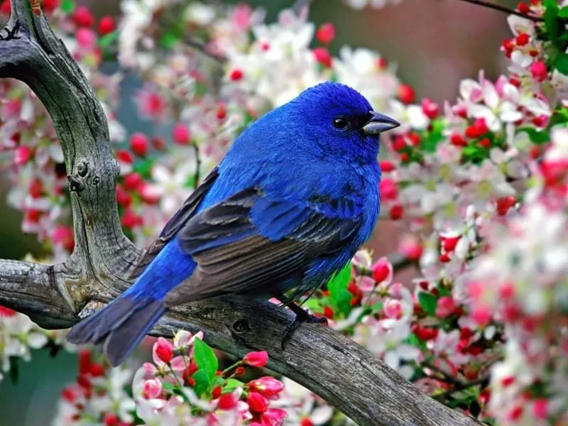 Indigo havermoutkardinaal (Passerina cyanea)