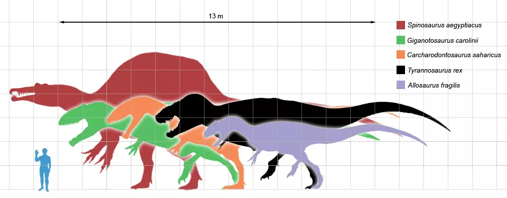 Carcharodontosaurus dibandingkan dengan haiwan dan manusia karnivor yang lain