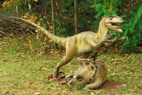 Wëllef vun aneren Dinosaurier sinn dacks dem Deinonychus gefall